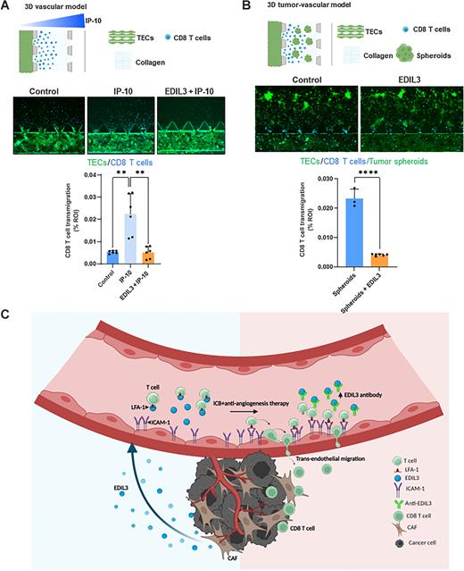 EDIL3 as an Angiogenic Target of Immune Exclusion Following Checkpoint ...