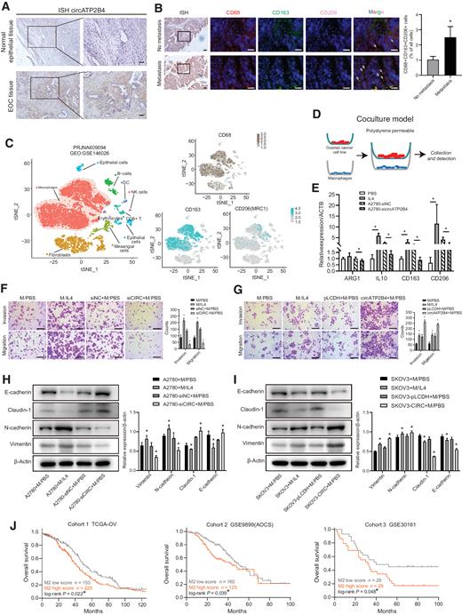 Extracellular Vesicle–Packaged circATP2B4 Mediates M2 Macrophage ...