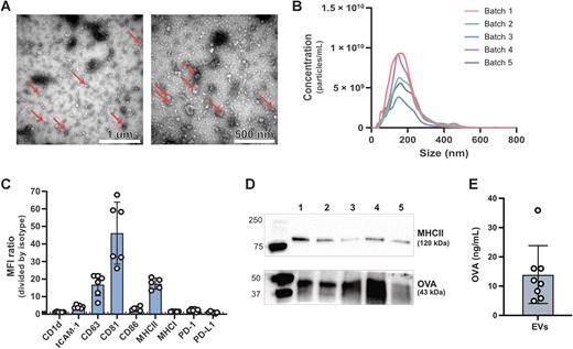 Antigen Loaded Extracellular Vesicles Induce Responsiveness To Anti Pd