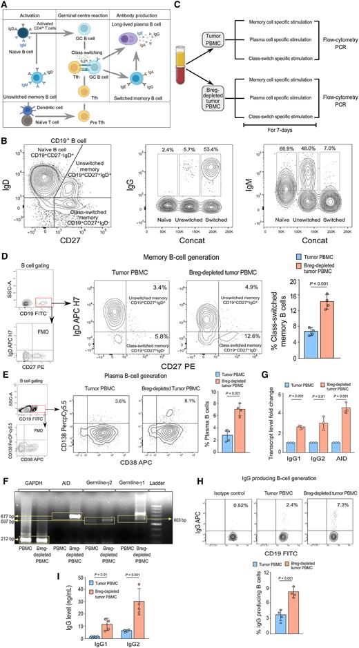 Tumor-Associated CD19+CD39− B Regulatory Cells Deregulate Class-Switch ...