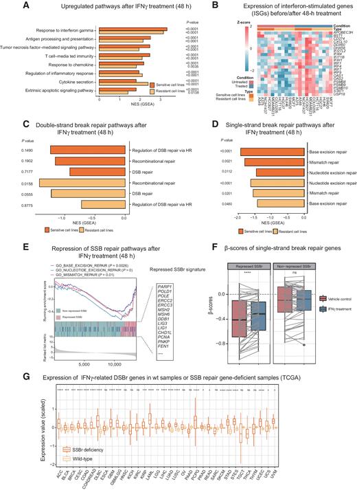 Cancer Cell Resistance to IFNγ Can Occur via Enhanced Double-Strand ...