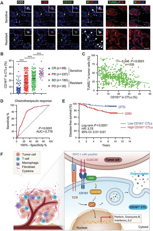 CD8+ T cell–Dependent Remodeling of the Tumor Microenvironment ...