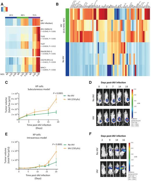 Acute Influenza Infection Promotes Lung Tumor Growth by Reprogramming ...