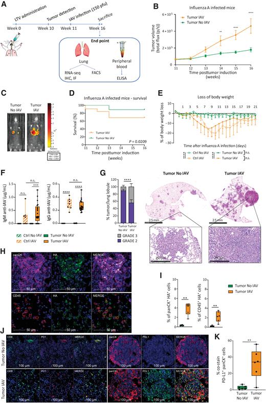 Acute Influenza Infection Promotes Lung Tumor Growth by Reprogramming ...