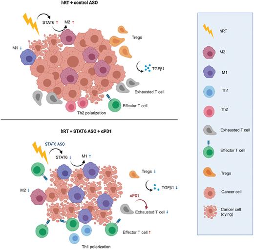 Inhibition of STAT6 with Antisense Oligonucleotides Enhances the ...