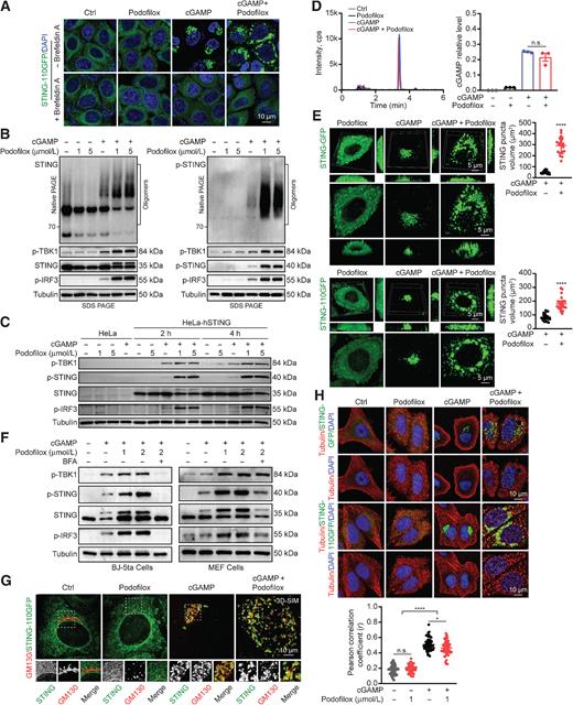 Discovery of Podofilox as a Potent cGAMP–STING Signaling Enhancer with ...