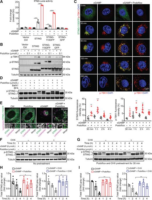 Discovery of Podofilox as a Potent cGAMP–STING Signaling Enhancer with ...