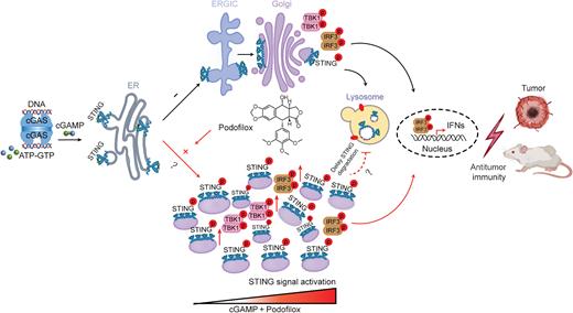 Discovery of Podofilox as a Potent cGAMP–STING Signaling Enhancer with ...