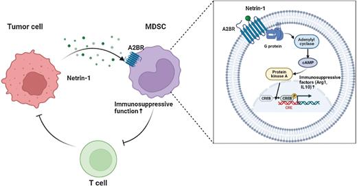 Netrin-1 Promotes the Immunosuppressive Activity of MDSCs in Colorectal ...