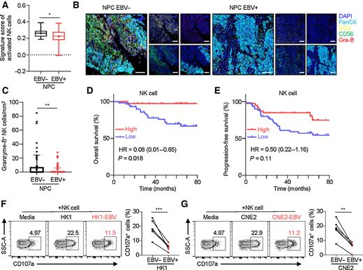 EBV-Upregulated B7-H3 Inhibits NK cell–Mediated Antitumor Function and ...