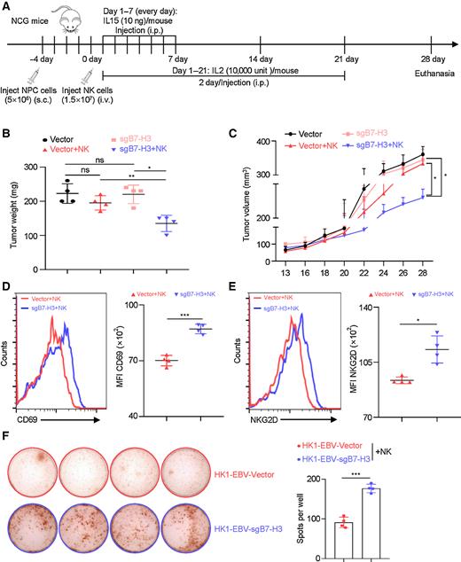 EBV-Upregulated B7-H3 Inhibits NK cell–Mediated Antitumor Function and ...