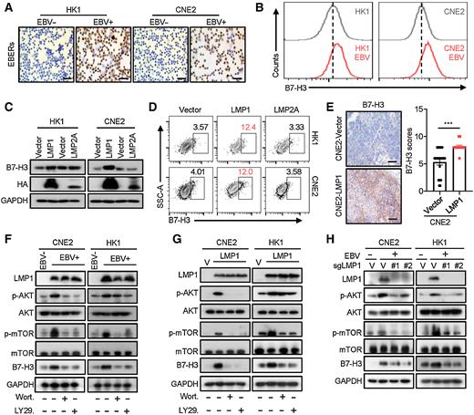 EBV-Upregulated B7-H3 Inhibits NK cell–Mediated Antitumor Function and ...