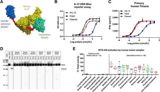 mWTX-330, an IL-12 INDUKINE Molecule, Activates and Reshapes Tumor ...