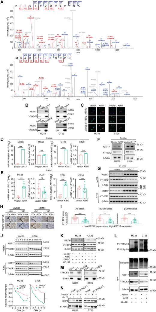 KRT17 Promotes T-lymphocyte Infiltration Through the YTHDF2–CXCL10 Axis ...