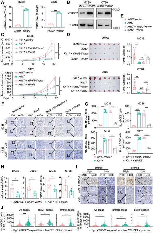 KRT17 Promotes T-lymphocyte Infiltration Through the YTHDF2–CXCL10 Axis ...