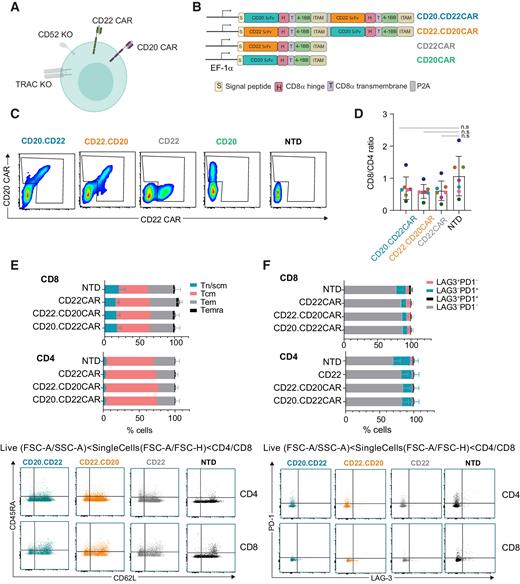 Preclinical Evidence of an Allogeneic Dual CD20xCD22 CAR to Target a ...
