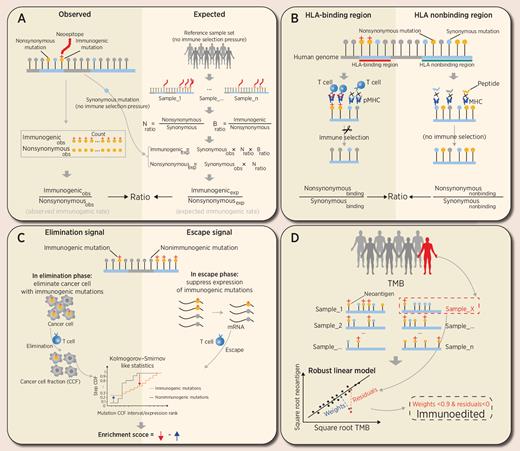 Computational Quantification of Cancer Immunoediting | Cancer ...
