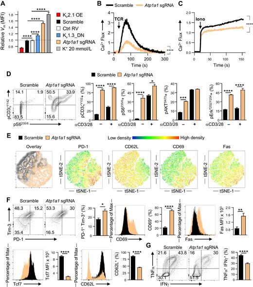 Intracellular K+ Limits T-cell Exhaustion and Preserves Antitumor ...