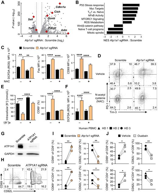 Intracellular K+ Limits T-cell Exhaustion and Preserves Antitumor ...