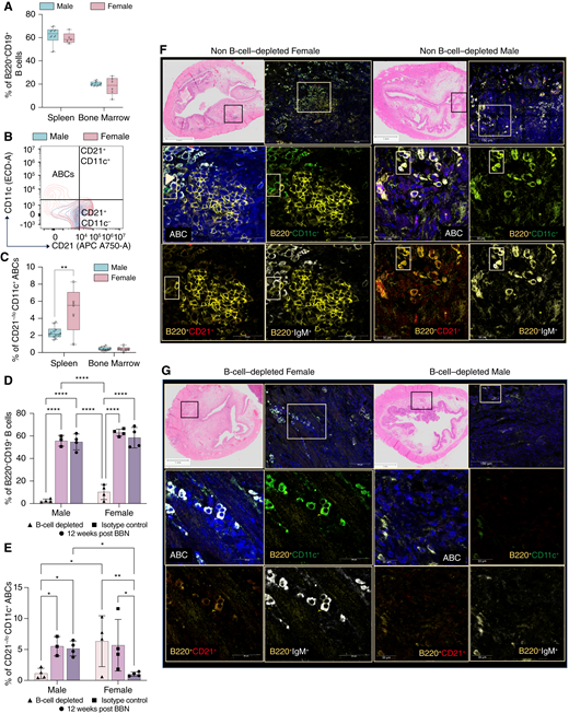 Atypical B Cells Promote Cancer Progression and Poor Response to ...