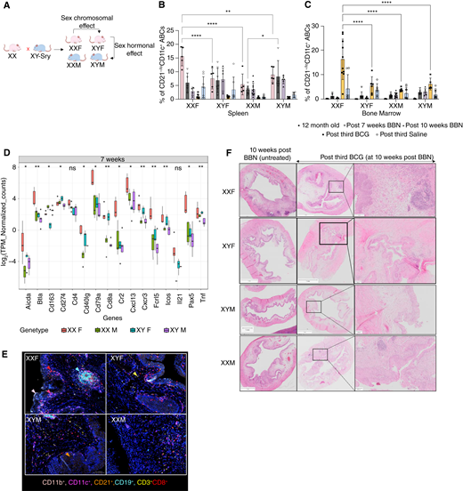 Atypical B Cells Promote Cancer Progression and Poor Response to ...