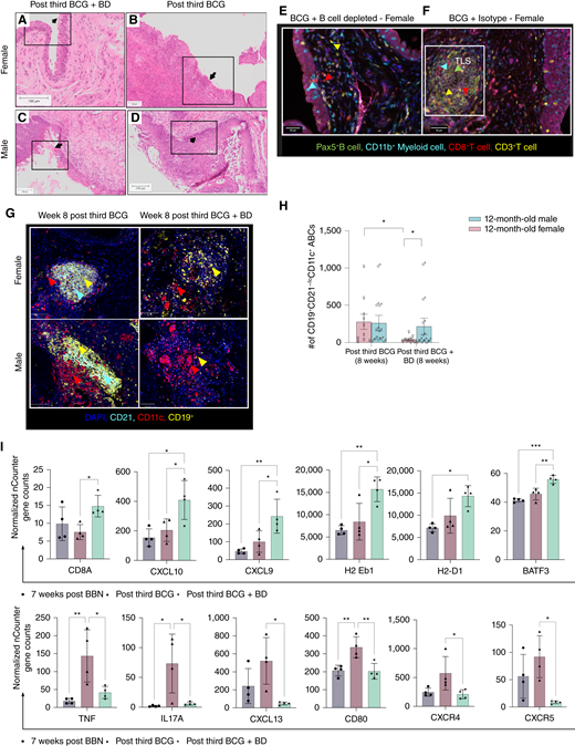 Atypical B Cells Promote Cancer Progression and Poor Response to ...
