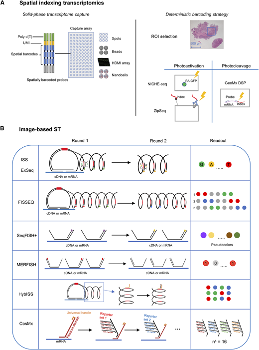 Spatial Dissection of the Immune Landscape of Solid Tumors to Advance ...