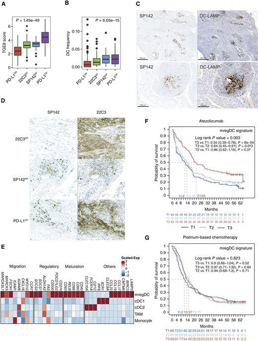Different PD-L1 Assays Reveal Distinct Immunobiology and Clinical ...