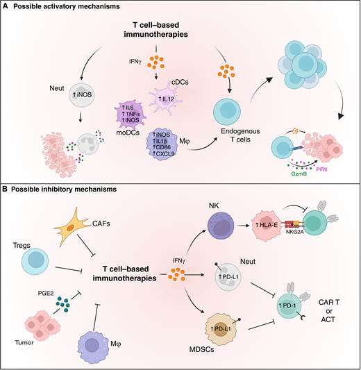 The Bidirectional Interplay between T Cell–Based Immunotherapies and ...