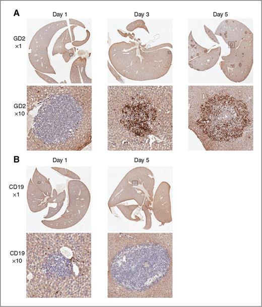 Nature of Tumor Control by Permanently and Transiently Modified GD2 ...
