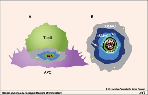 The Immunological Synapse | Cancer Immunology Research | American ...