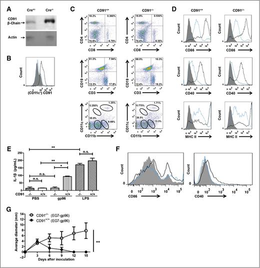 Establishment of Tumor-Associated Immunity Requires Interaction of Heat ...