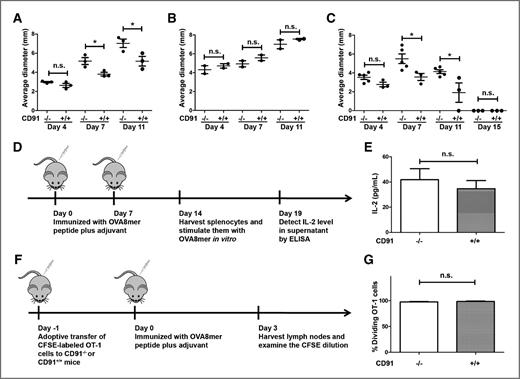Establishment of Tumor-Associated Immunity Requires Interaction of Heat ...