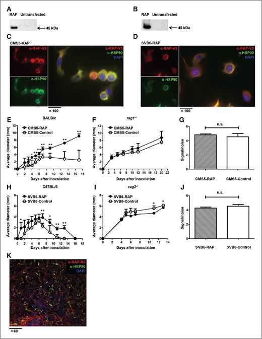 Establishment of Tumor-Associated Immunity Requires Interaction of Heat ...
