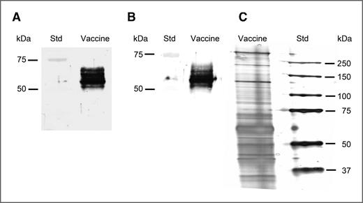 Streptavidin: A Novel Immunostimulant for the Selection and Delivery of ...