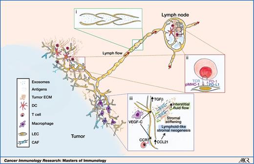 Immunomodulatory Roles of Lymphatic Vessels in Cancer Progression ...