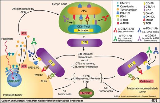 Combining Radiation and Immunotherapy: A New Systemic Therapy for Solid ...