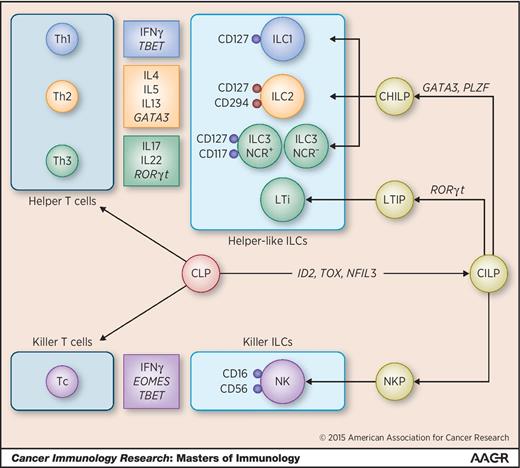 Innate Lymphoid Cells in Cancer | Cancer Immunology Research | American ...