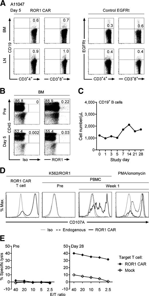 Safety of Targeting ROR1 in Primates with Chimeric Antigen Receptor ...
