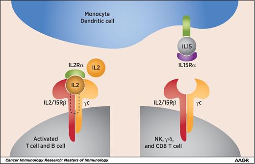 The Shared and Contrasting Roles of IL2 and IL15 in the Life and Death of Normal and Neoplastic ...