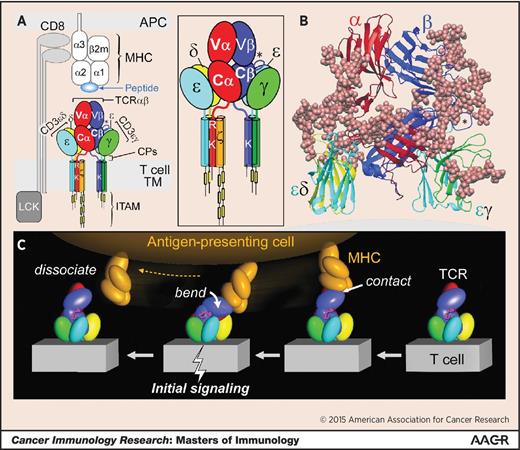 αβ TCR-Mediated Recognition: Relevance to Tumor-Antigen Discovery and ...