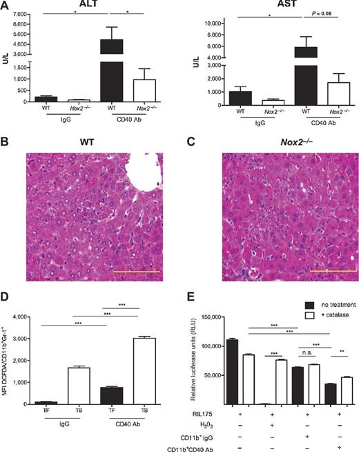 Systemic Agonistic Anti-CD40 Treatment of Tumor-Bearing Mice Modulates ...