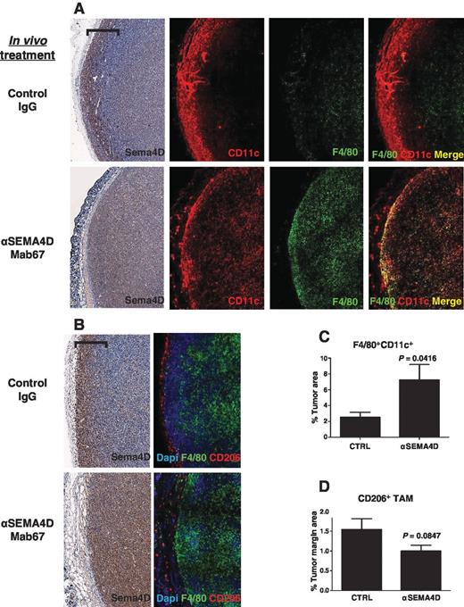 Antibody Blockade of Semaphorin 4D Promotes Immune Infiltration into ...