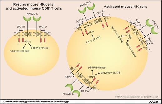 NKG2D Receptor and Its Ligands in Host Defense | Cancer Immunology ...