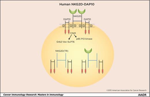 NKG2D Receptor and Its Ligands in Host Defense | Cancer Immunology ...
