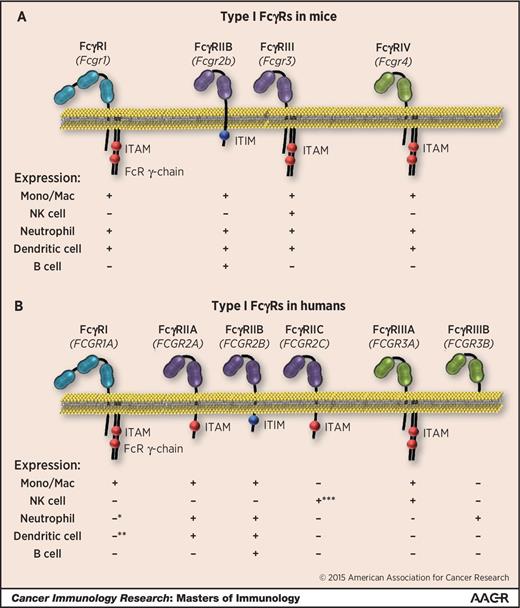 Fc-Receptor Interactions Regulate Both Cytotoxic and Immunomodulatory ...