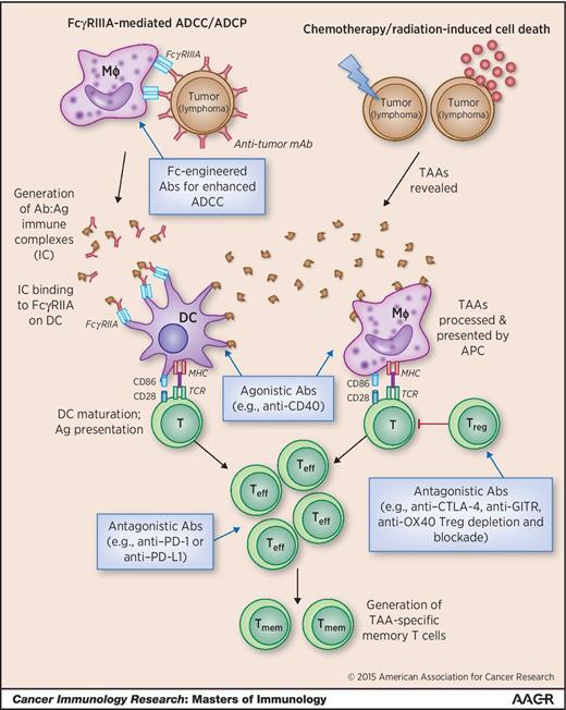 Fc-Receptor Interactions Regulate Both Cytotoxic and Immunomodulatory ...