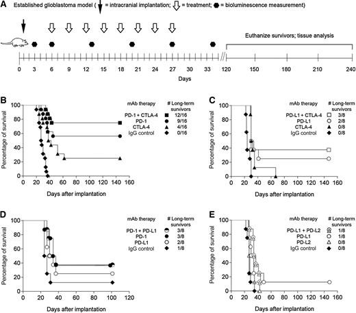 Glioblastoma Eradication Following Immune Checkpoint Blockade in an ...