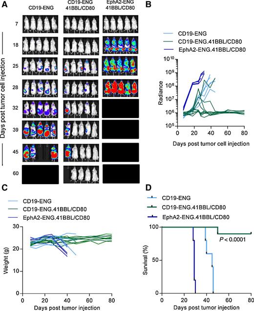 CD28 and 41BB Costimulation Enhances the Effector Function of CD19 ...