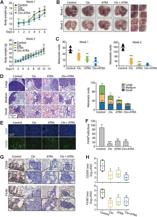 All-Trans Retinoic Acid Prevents Osteosarcoma Metastasis by Inhibiting ...
